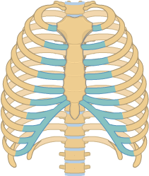 External Intercostal Muscles | GetBodySmart