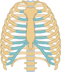External Intercostal Muscles | GetBodySmart