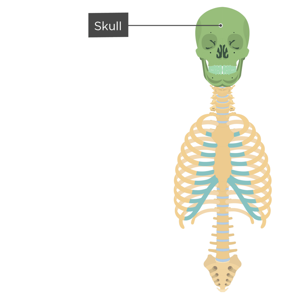 axial-skeleton-getbodysmart