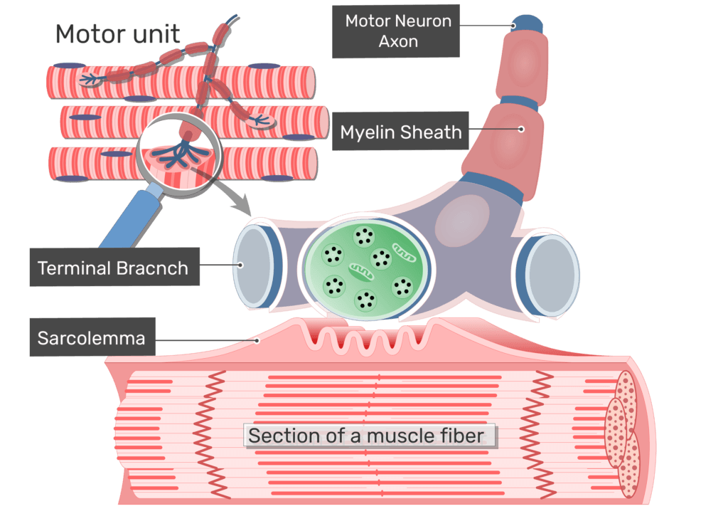 Axon Terminal Muscle