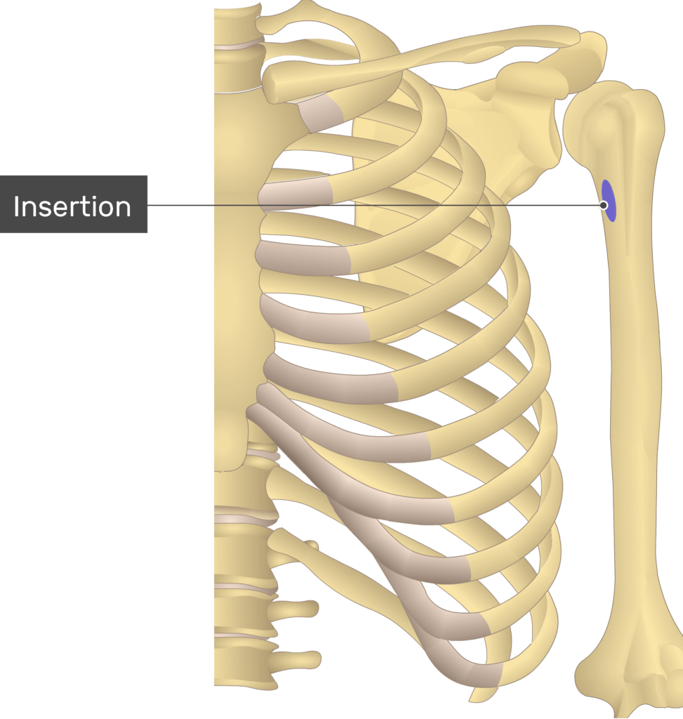 Teres Major Origin Action Insertion Studycom