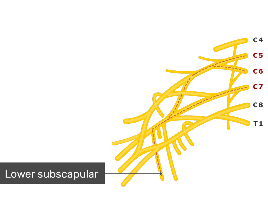 Teres Major Muscle Attachments Action Innervation