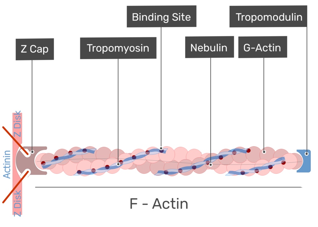 Thin filaments: definition, composition and function | GetBodySmart