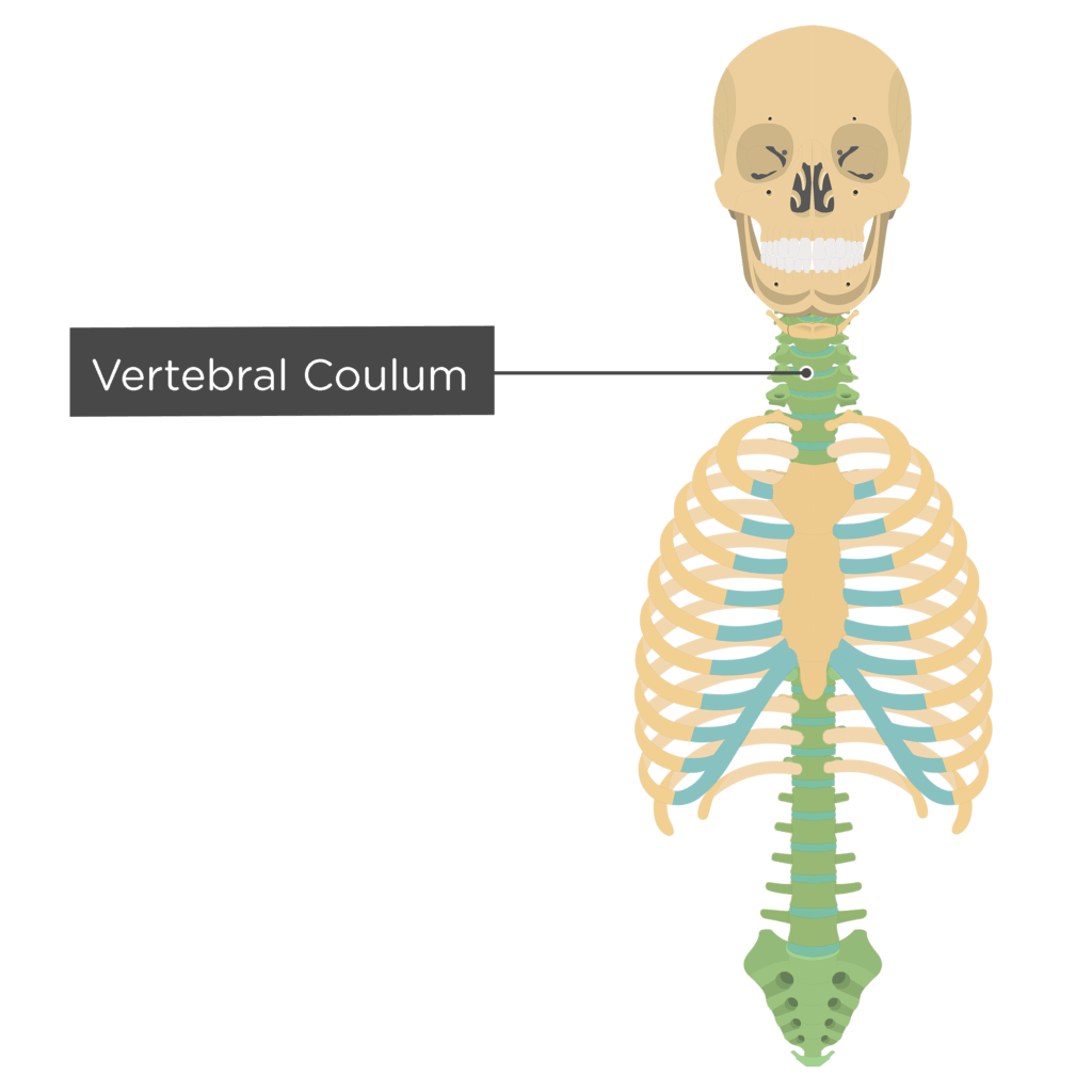 Axial Skeleton GetBodySmart axial-skeleton-getbodysmart