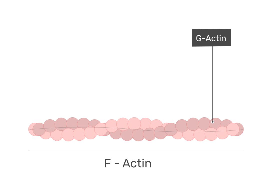 Thin filaments: definition, composition and function | GetBodySmart