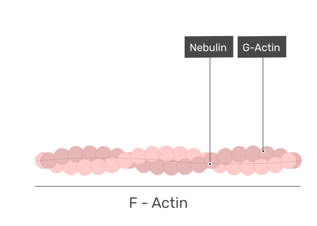 Thin filaments: definition, composition and function | GetBodySmart