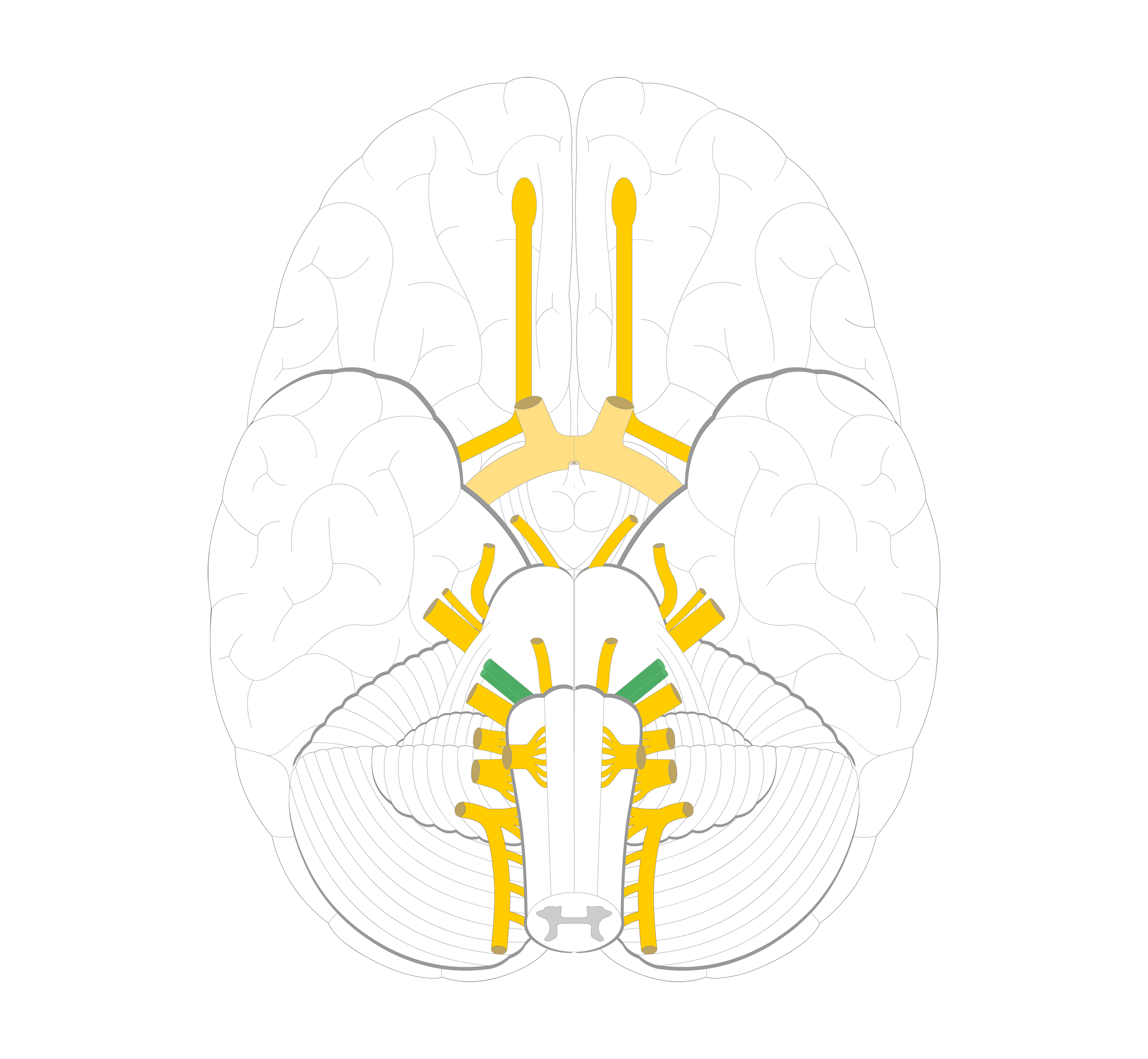 Cranial Nerves Anatomy Cranial Nerve Nuclei