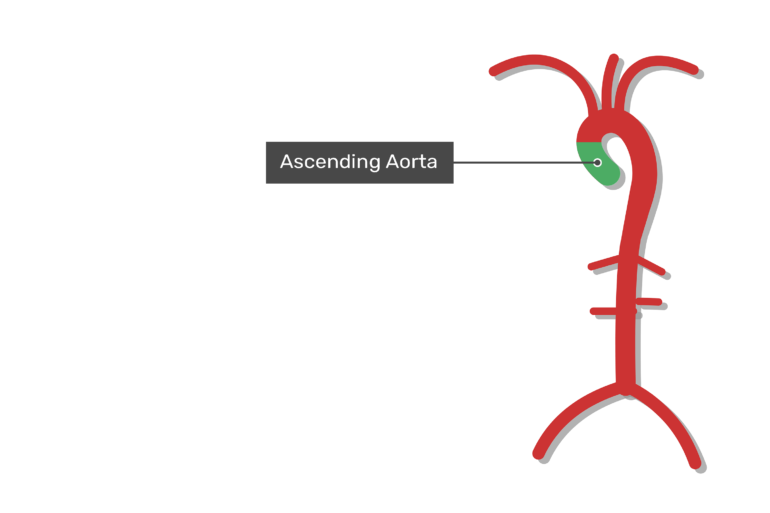 Anatomy Of The Aorta Location And Branches Getbodysmart