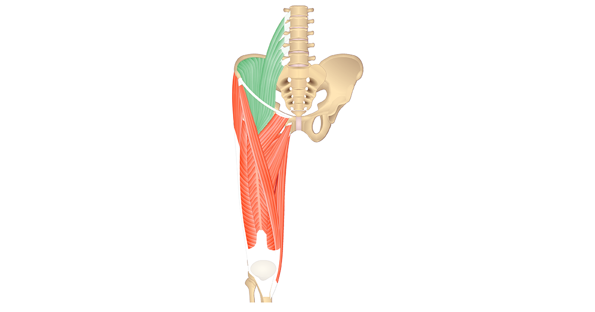 Iliopsoas: Origin, insertion, innervation, actions | GetBodySmart