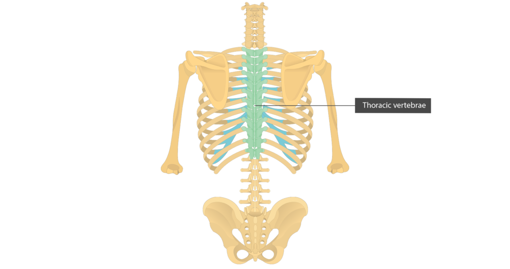 Axial Skeleton Thoracic Cage
