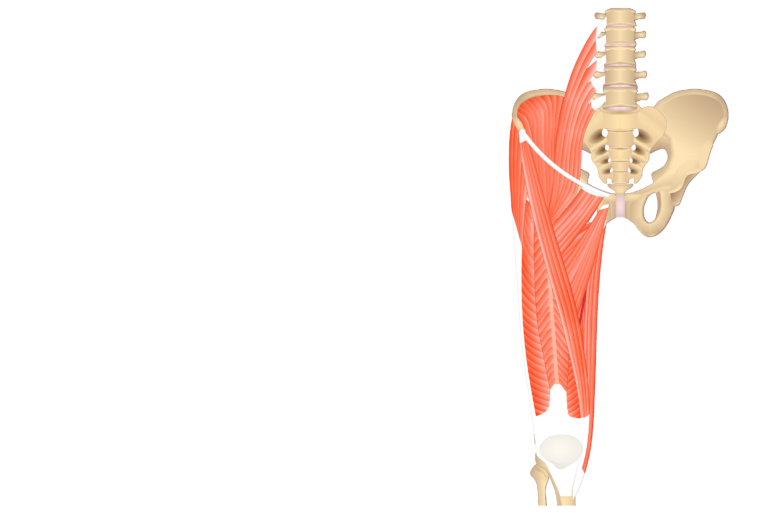 Quadriceps Muscle | GetBodySmart