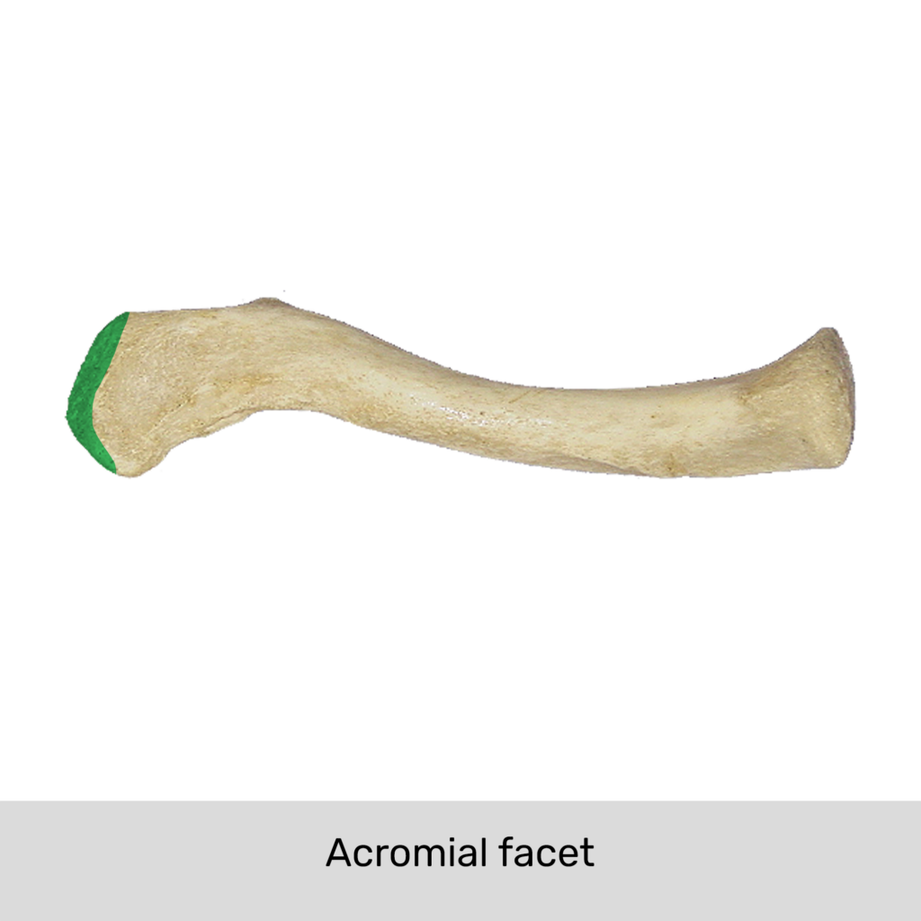 Clavicle: Anatomy, diagram, quiz | GetBodySmart