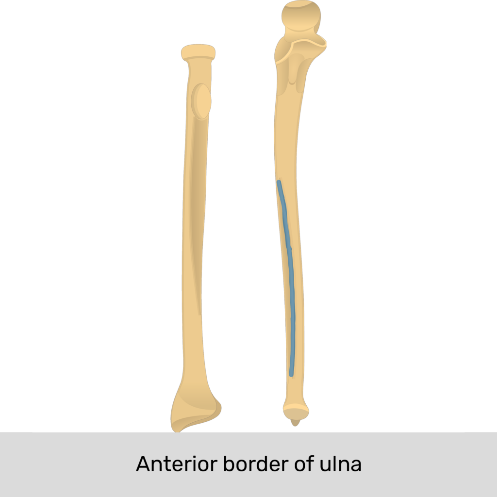 Left Ulna Vs Right Ulna
