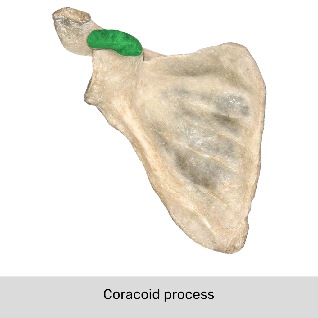 Scapula Coracoid Process