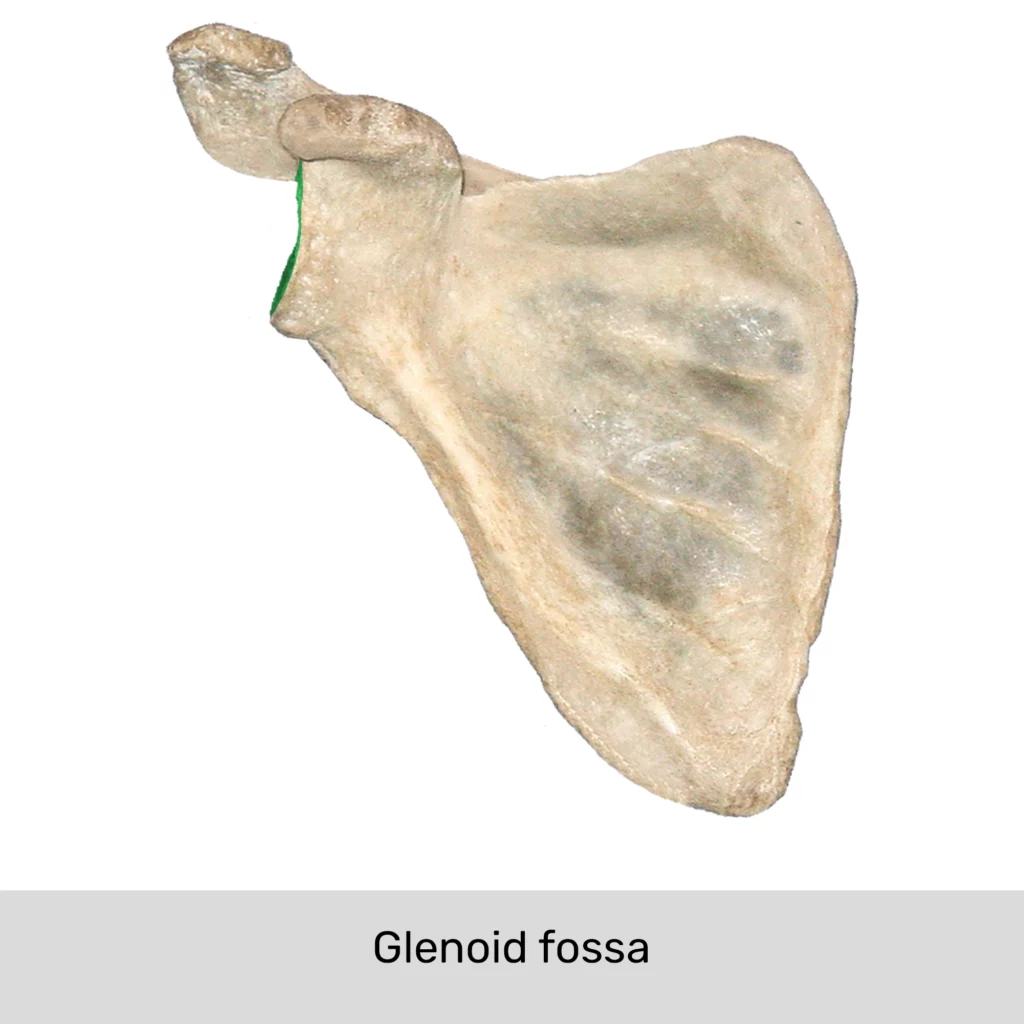 Escapula Fossa Glenoide Anatomia Do Ombro Ligamentos, Lábio E