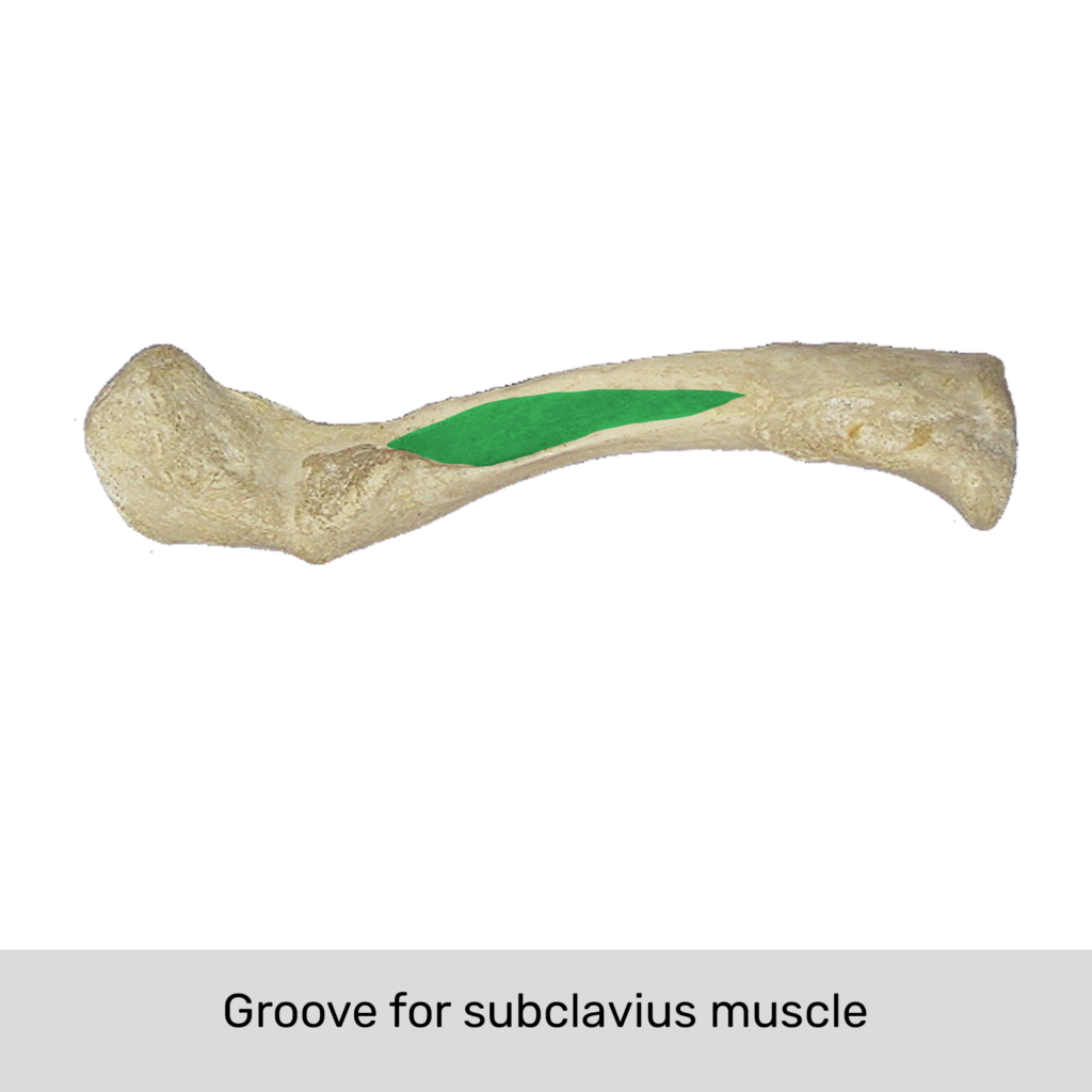 Clavicle Bone Markings