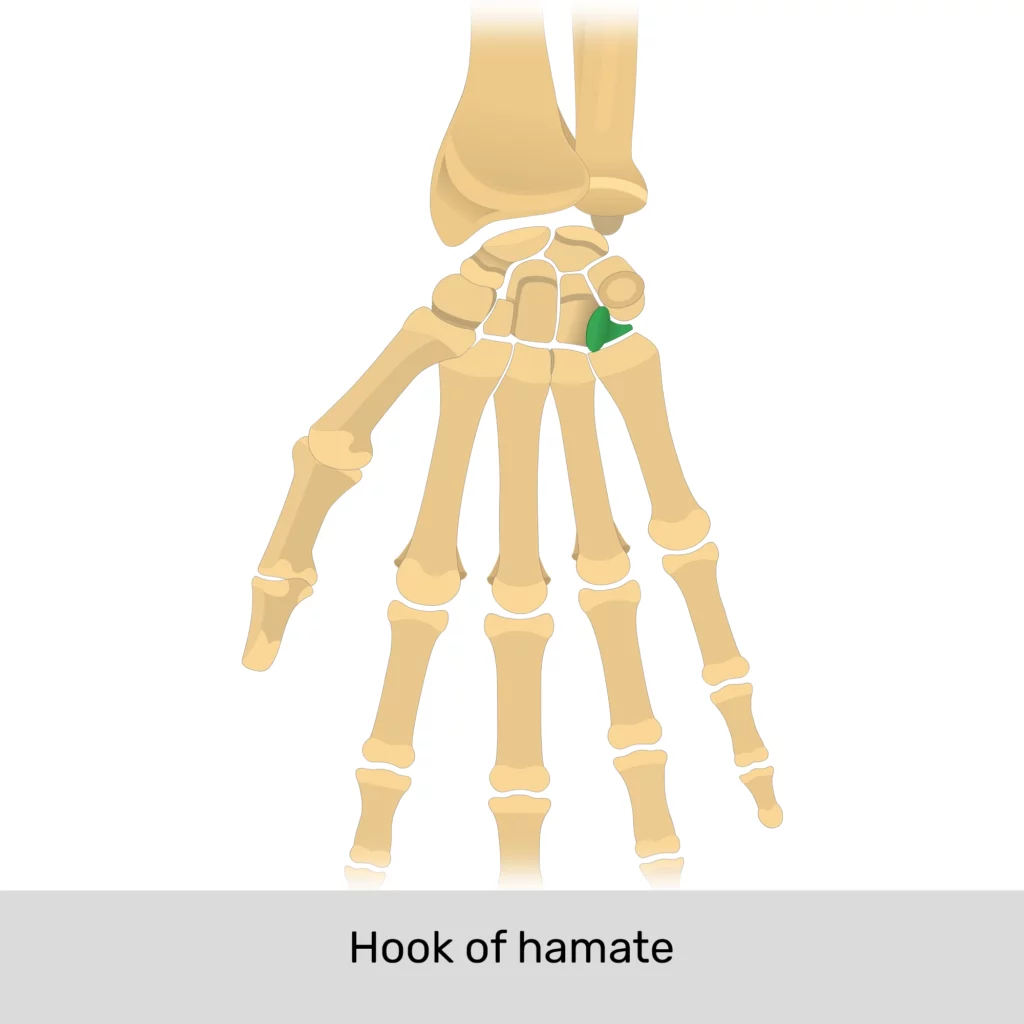 Carpal Bones: Anatomy, Mnemonic, Labeled Diagram, 56% OFF