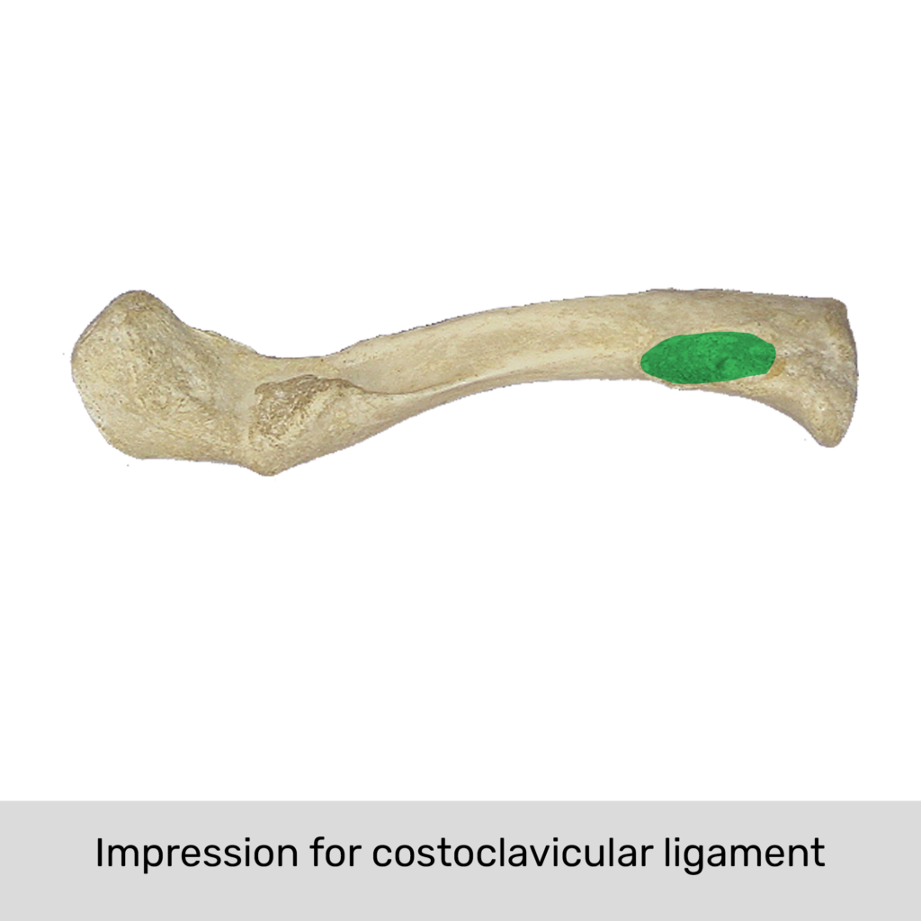 Clavicle: Anatomy, diagram, quiz | GetBodySmart