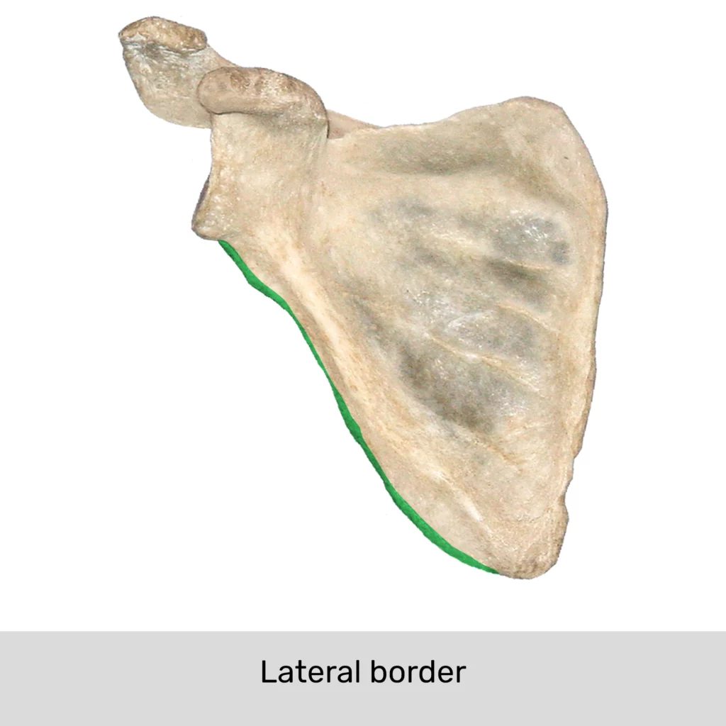 Right Scapula Lateral View
