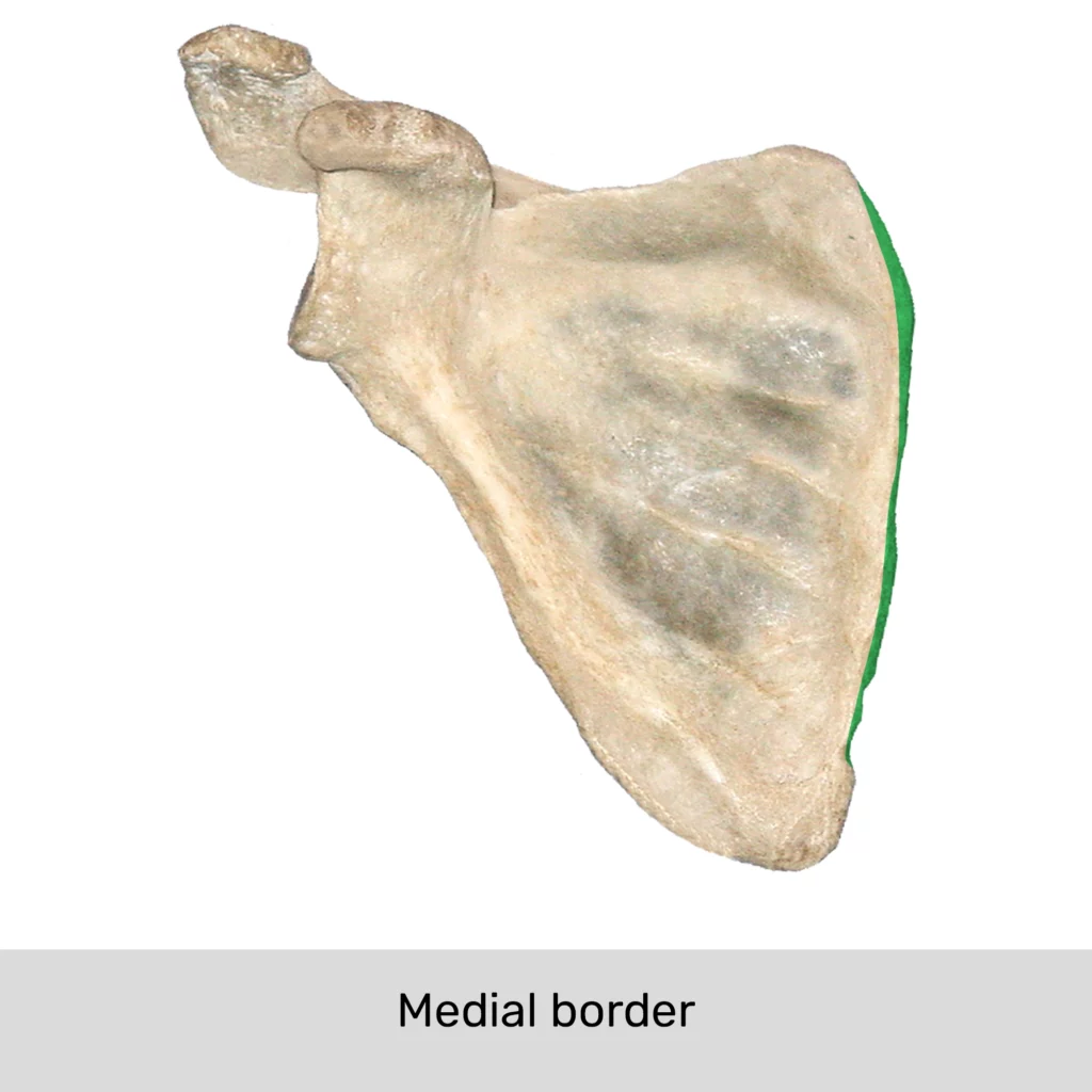Scapula Markings