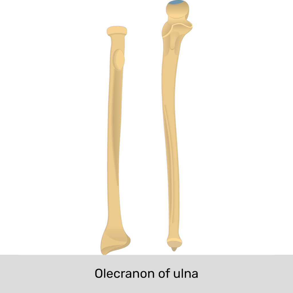 Olecranon Process Ulna