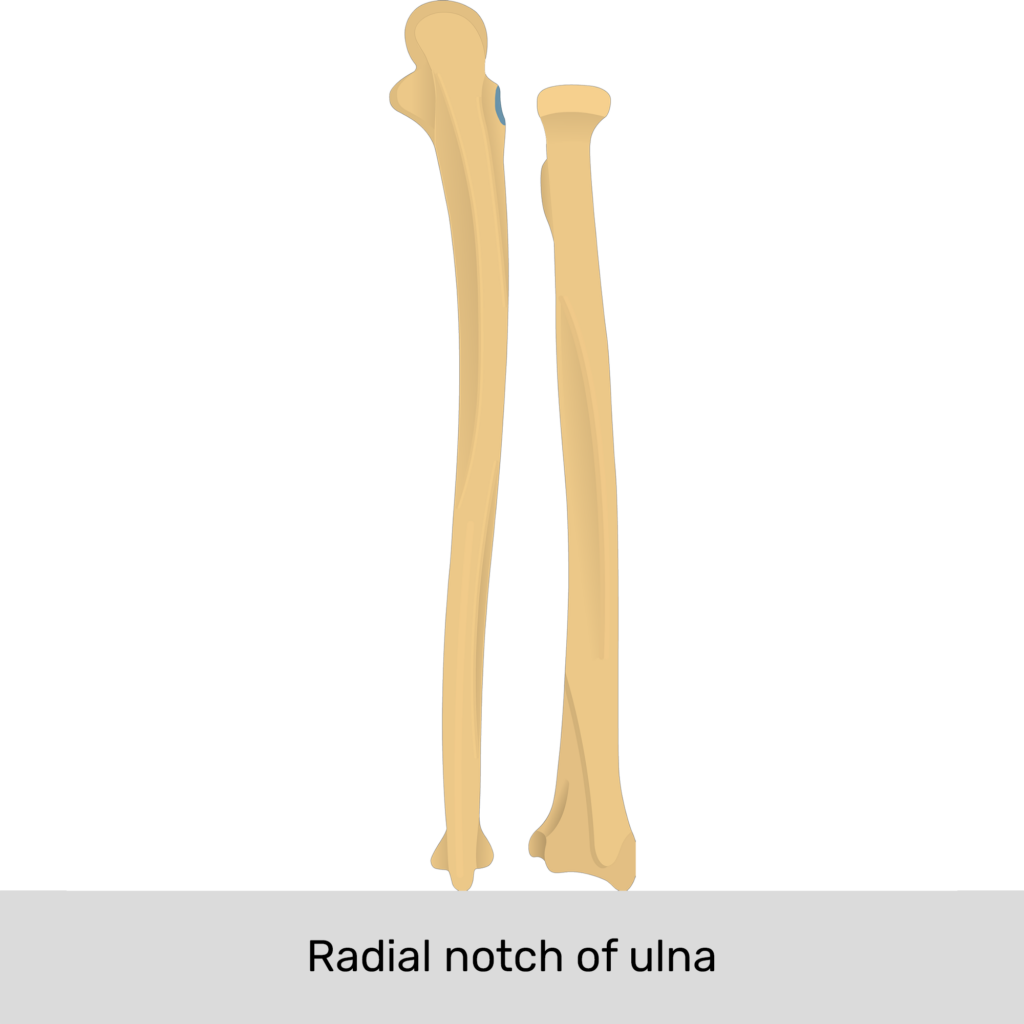 Trochlear Notch Of Ulna