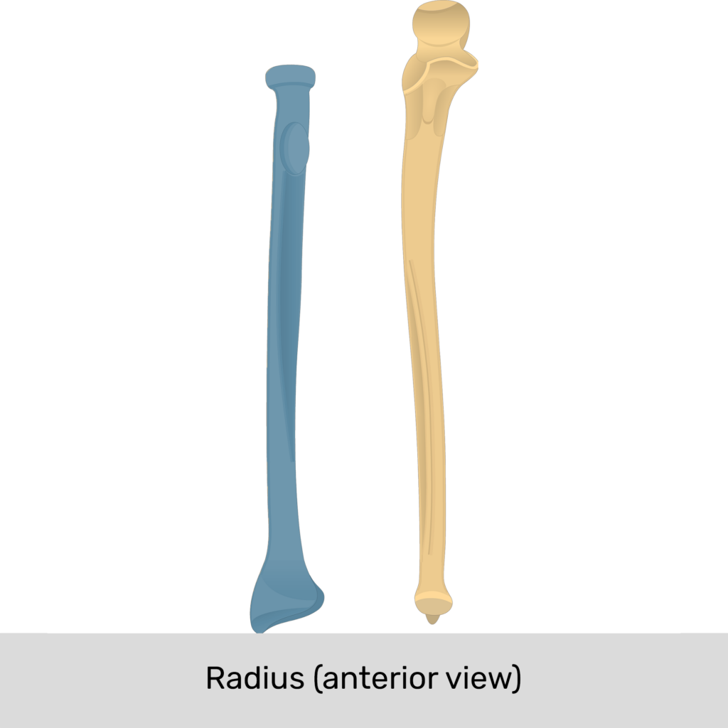 Radius and ulna: Anatomy, landmarks, quiz | GetBodySmart