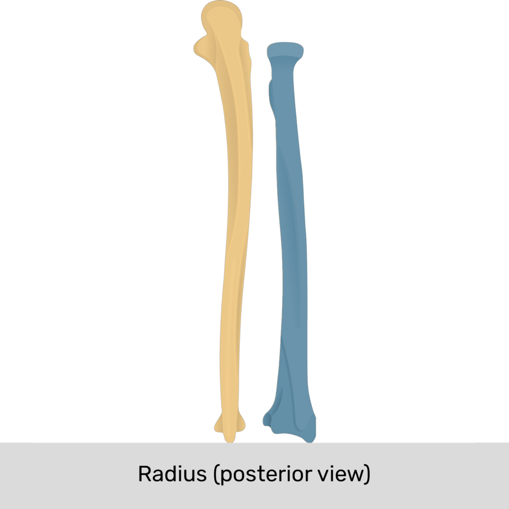 Radius and ulna: Anatomy, landmarks, quiz | GetBodySmart