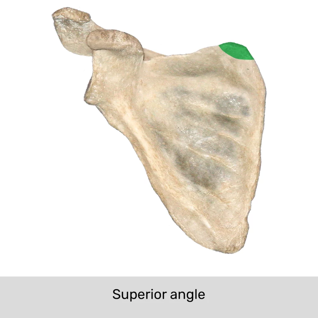 Superior Angle Of Scapula Muscle