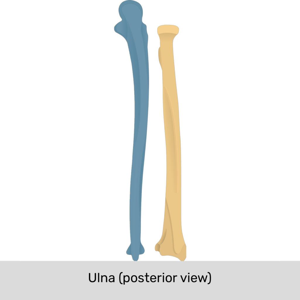 Radius and ulna: Anatomy, landmarks, quiz | GetBodySmart
