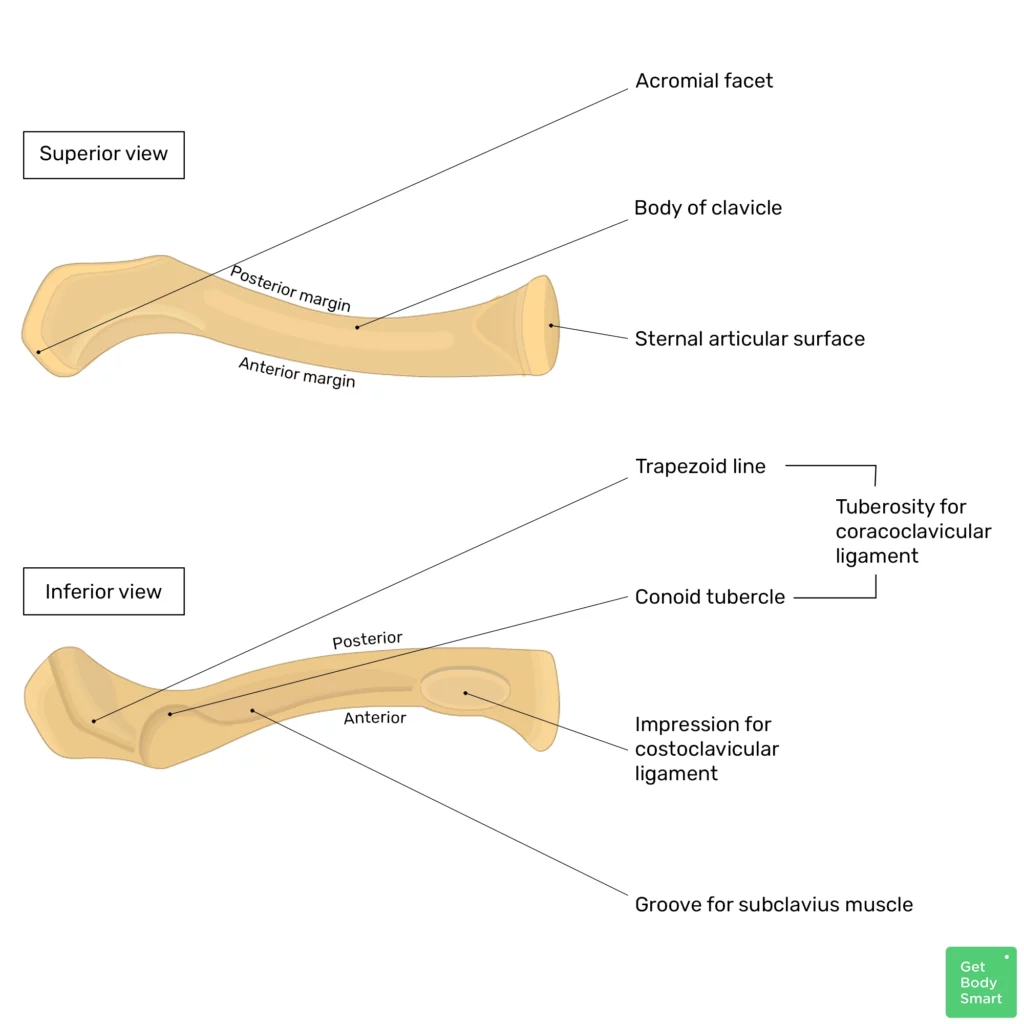 Labeled Clavicle Labeled Clavicle