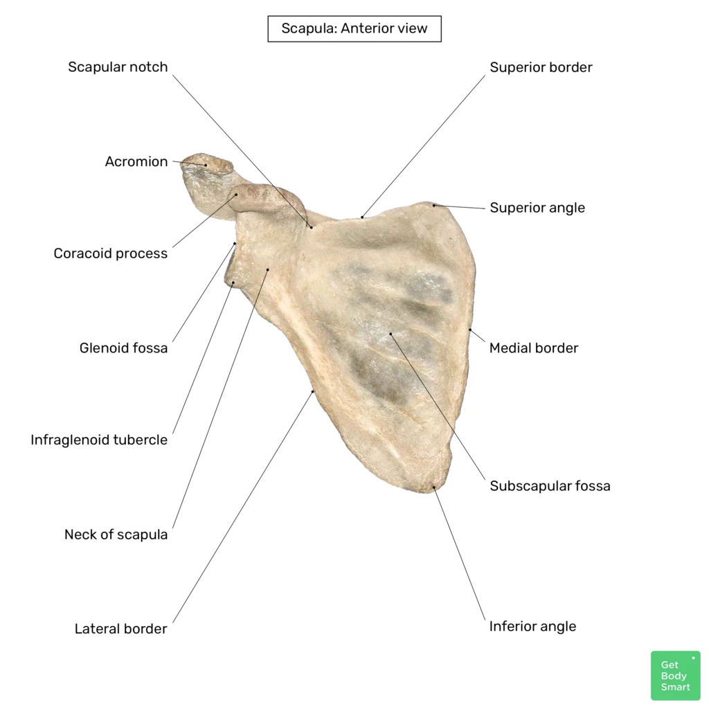 Scapula Bone: Anatomy, Structure And Labeled Diagram, 48% OFF Scapula Bone: Anatomy, Structure And Labeled Diagram, 48% OFF